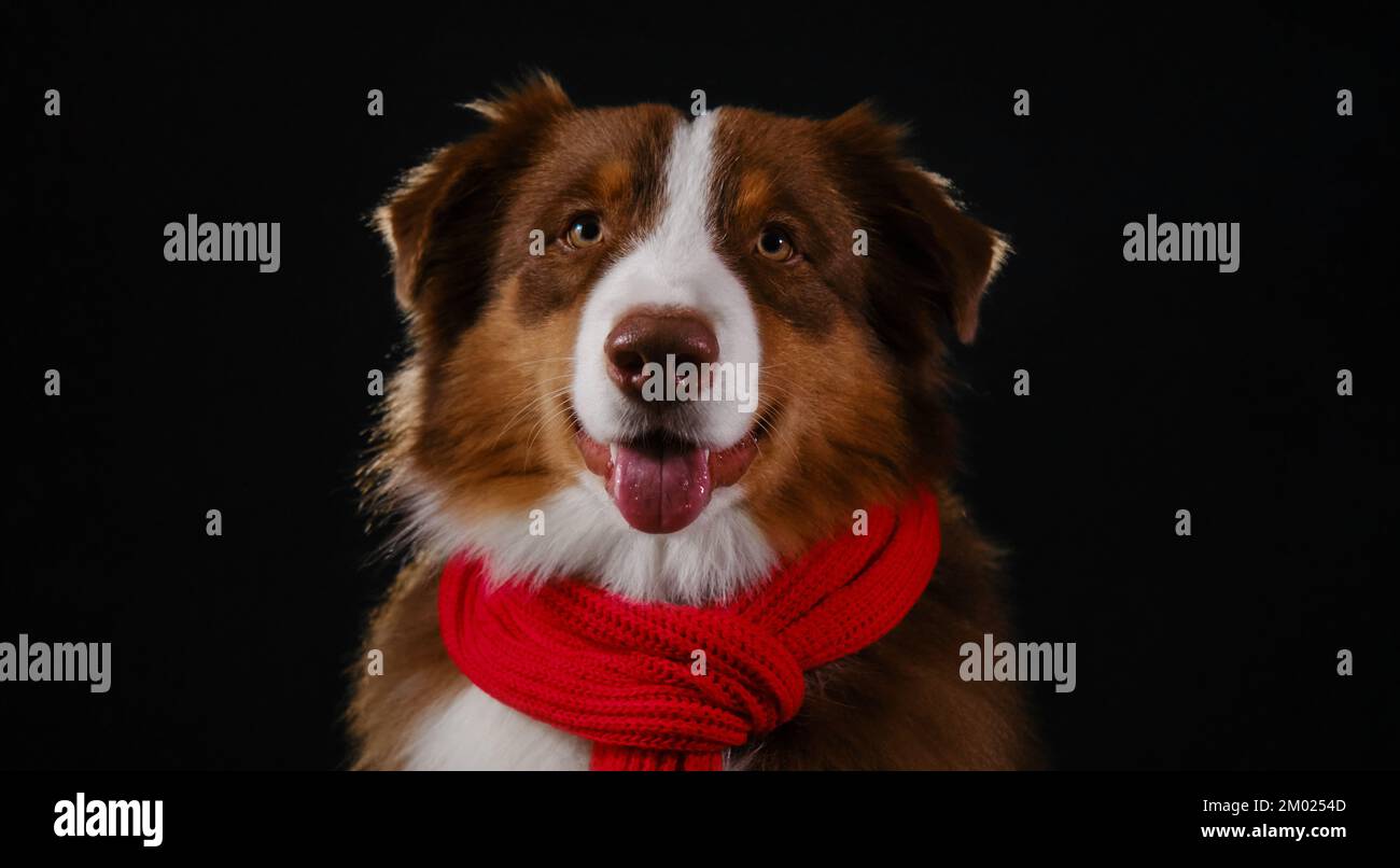 Brown Australian Shepherd wears warm red knitted scarf. Studio portrait ...