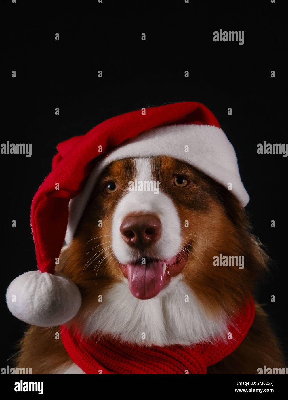 Brown Australian Shepherd wears warm red knitted scarf and Santa hat ...