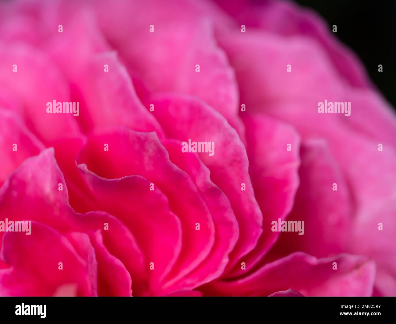 Close-up delicate Yuzen rose petals as nature background Stock Photo ...