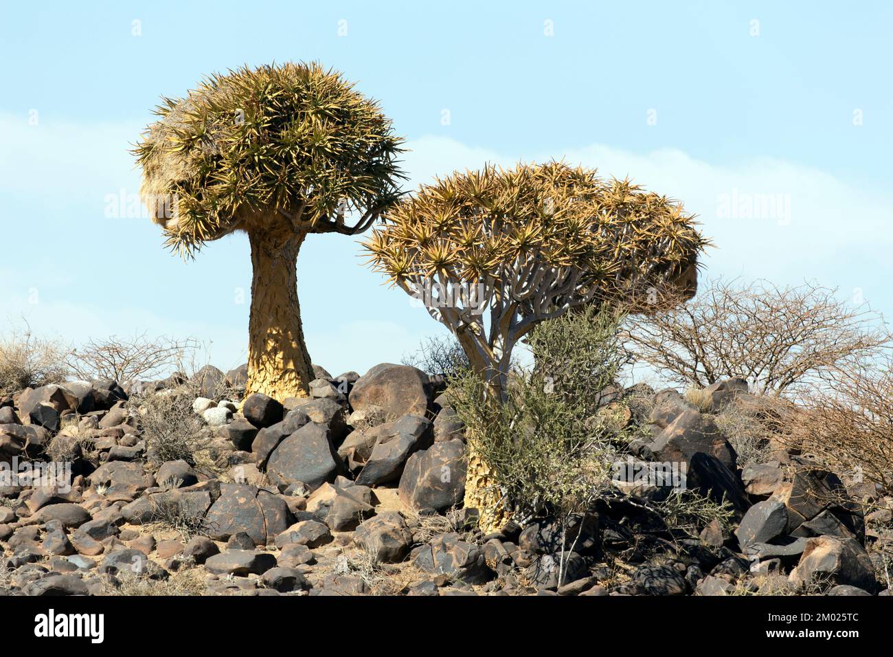 Photo of quiver tree in Namibia during summer Stock Photo - Alamy
