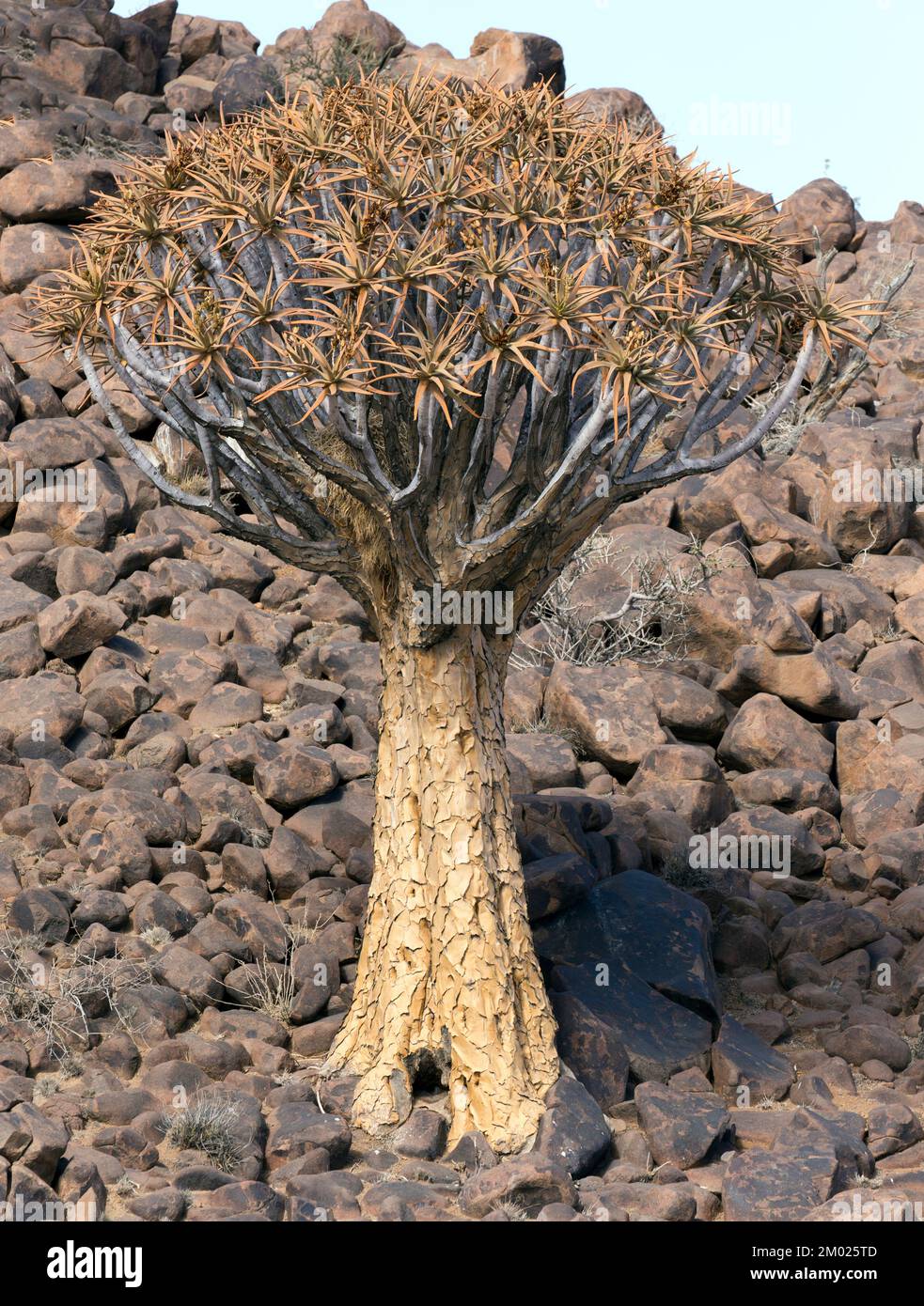 Photo of quiver tree in Namibia during summer Stock Photo - Alamy
