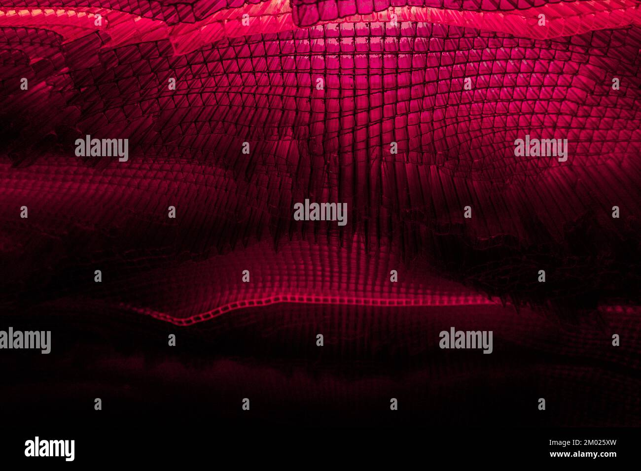 Colorful technology design wallpaper on toning Viva Magenta. Creative ...