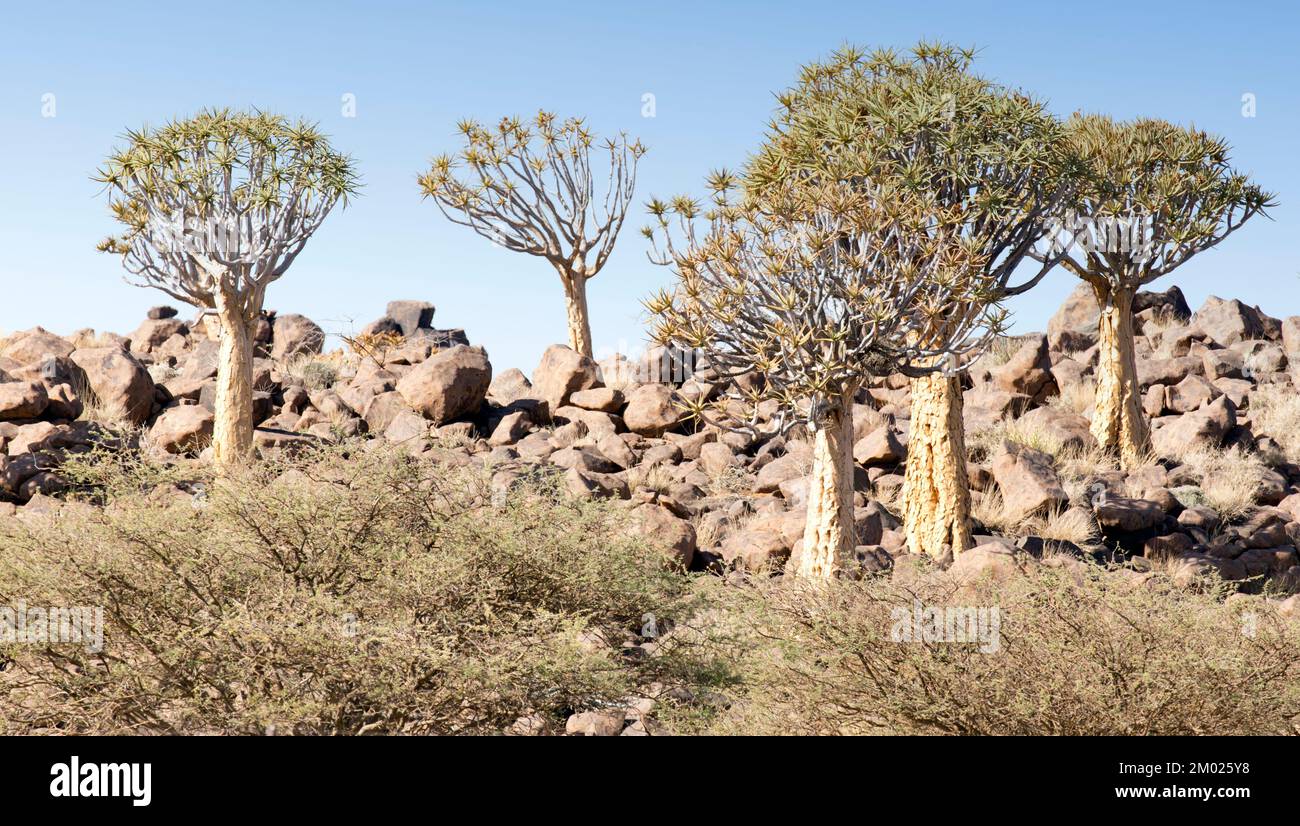 Giant quiver tree in hi-res stock photography and images - Alamy