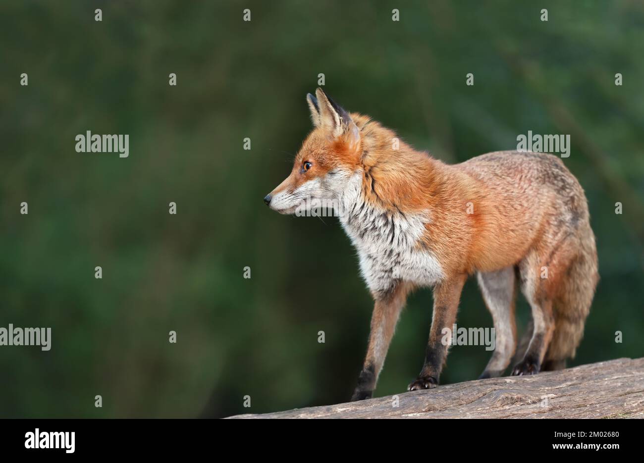 Close up of a Red fox (Vulpes vulpes) standing on a log, UK Stock Photo ...