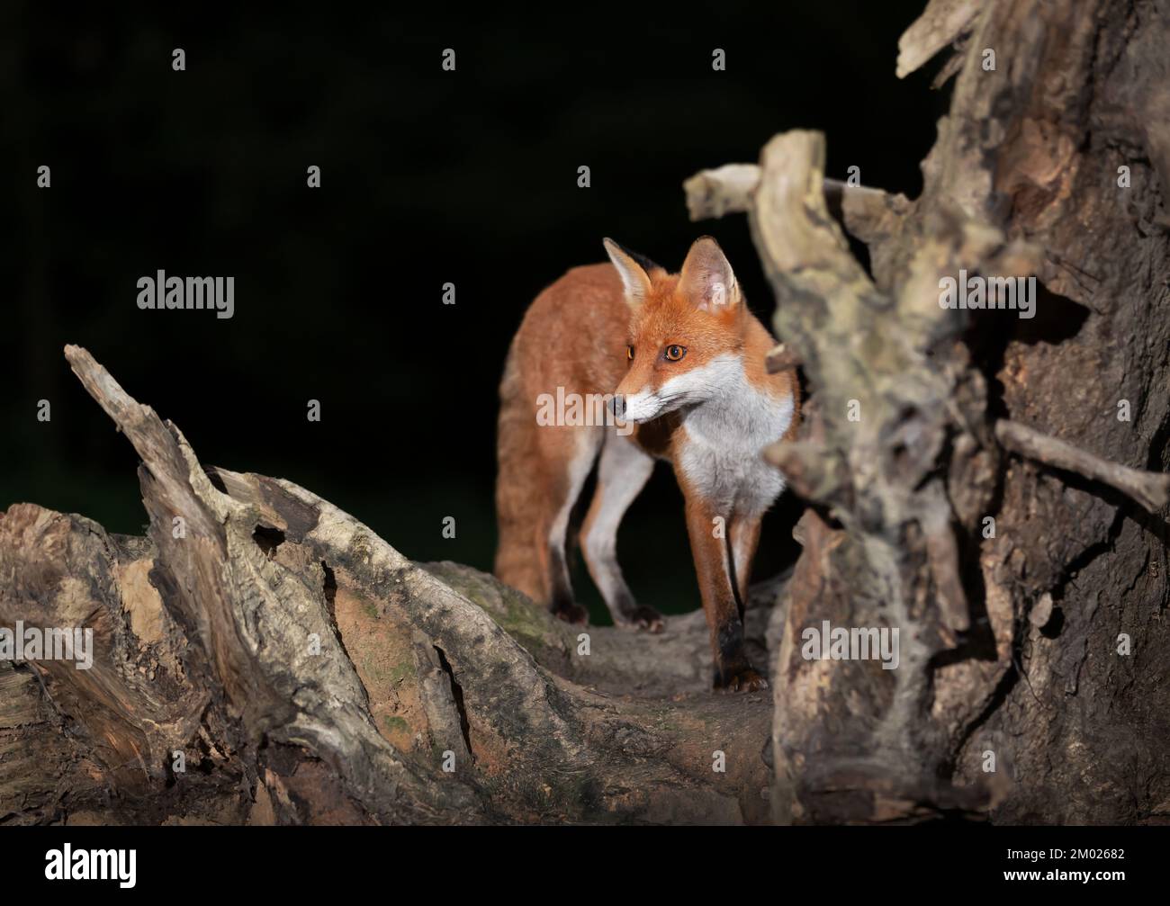 Red fox young fox standing on a branch hi-res stock photography and ...