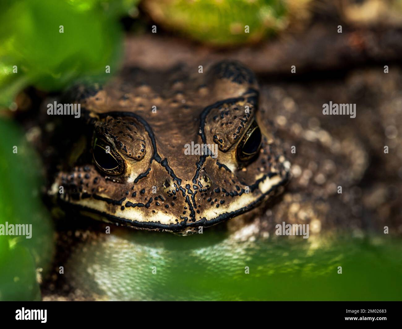 Close-up of the face of a Toad Bufo melanostictus Stock Photo - Alamy