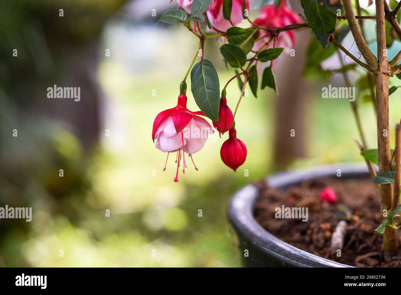 Fuchsia magellanic hi-res stock photography and images - Alamy