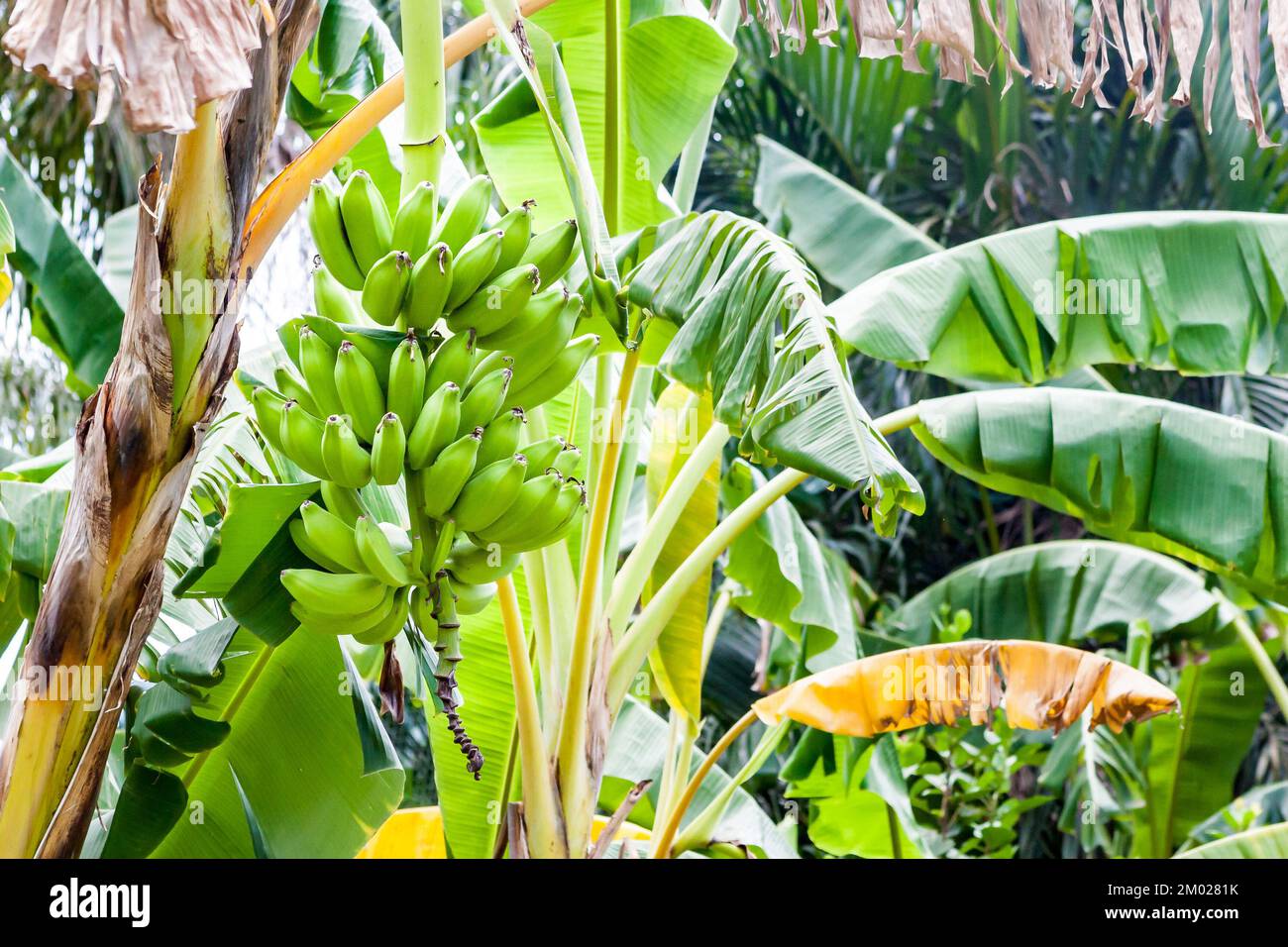 Bunch of bananas on a banana tree in a Cuban forest Stock Photo - Alamy