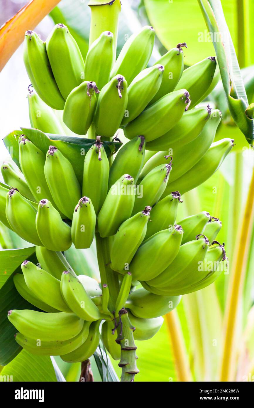 Bunch of unripe bananas hanging from a branch of a tree on a plantation ...