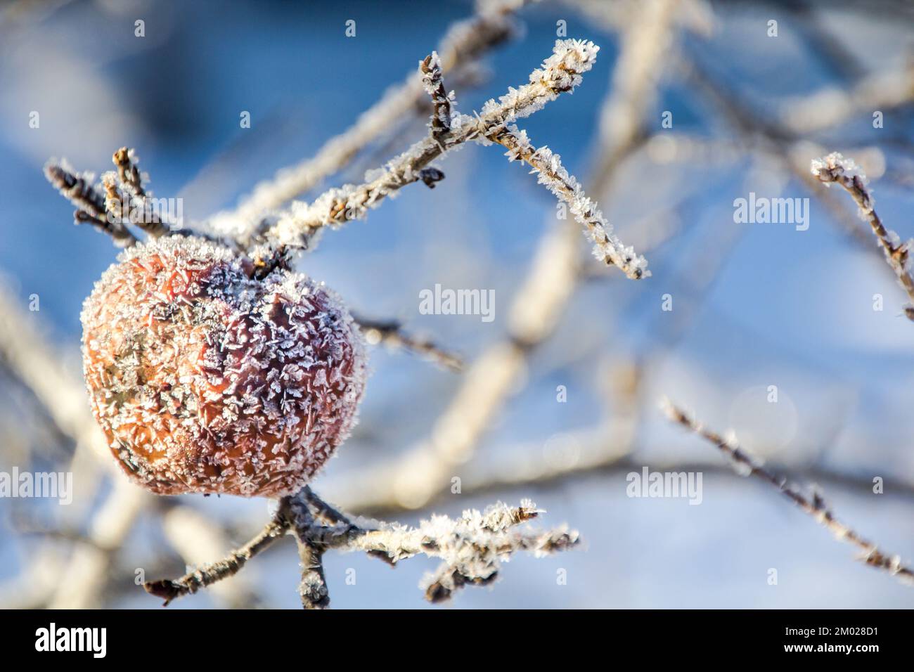 Close-up view of a frosted apple covered with ice on an apple tree in ...