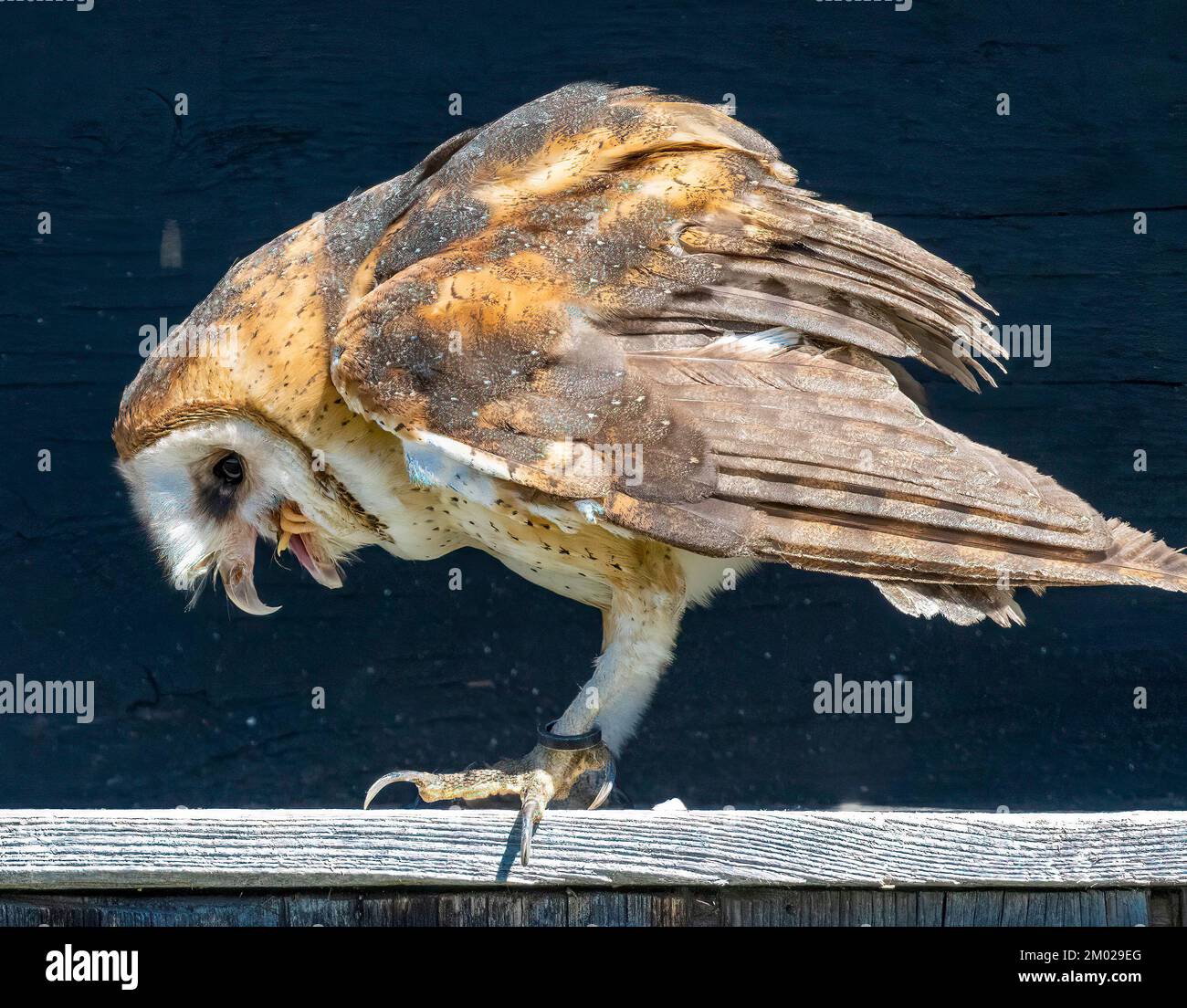 Owl with beak open hi-res stock photography and images - Alamy