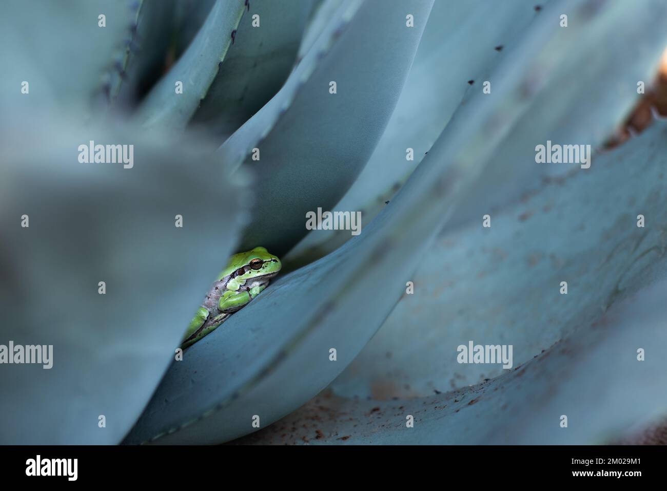 Insect rainforest frog hi-res stock photography and images - Alamy