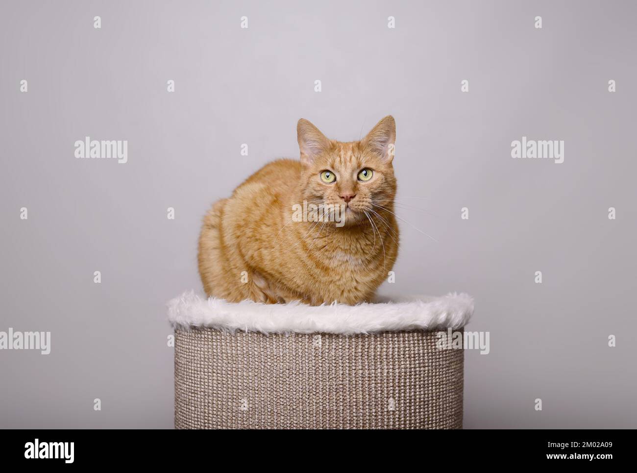 Cute red cat sitting on scratching barrel and looking straight to the ...