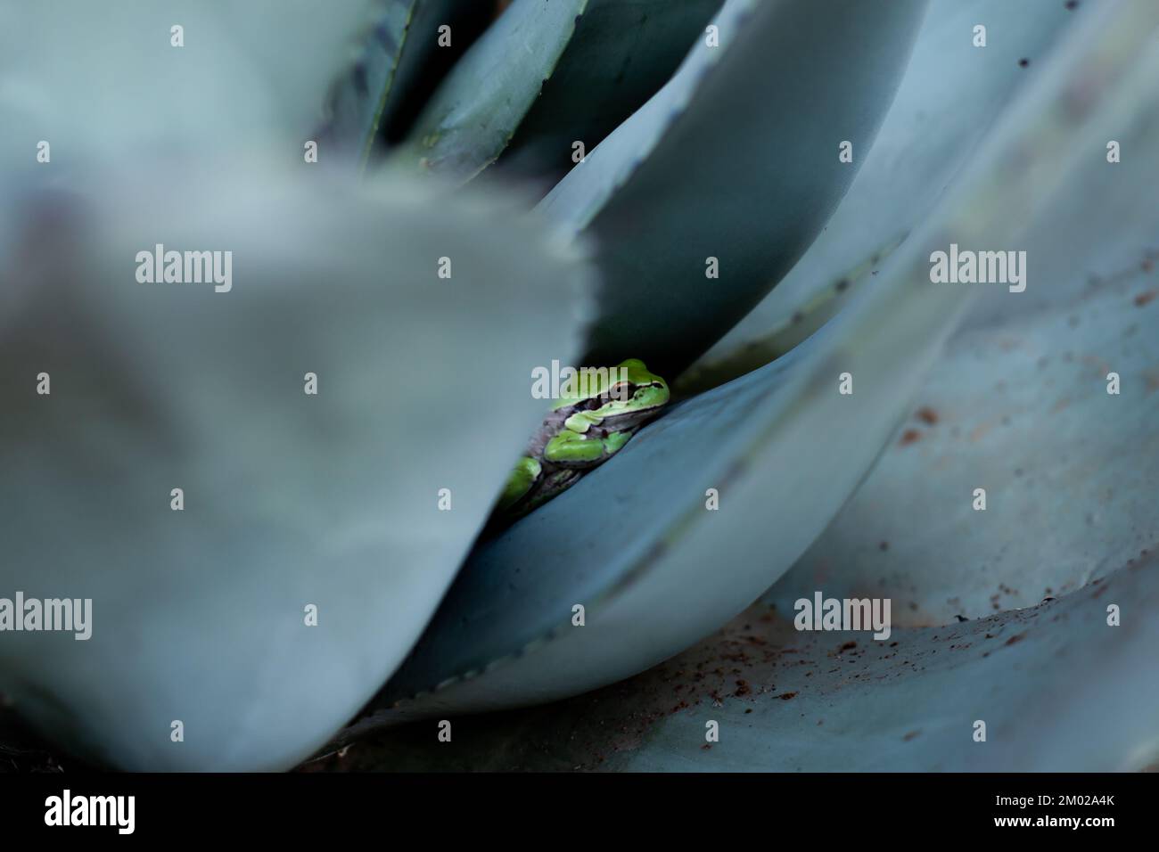 Insect rainforest frog hi-res stock photography and images - Alamy