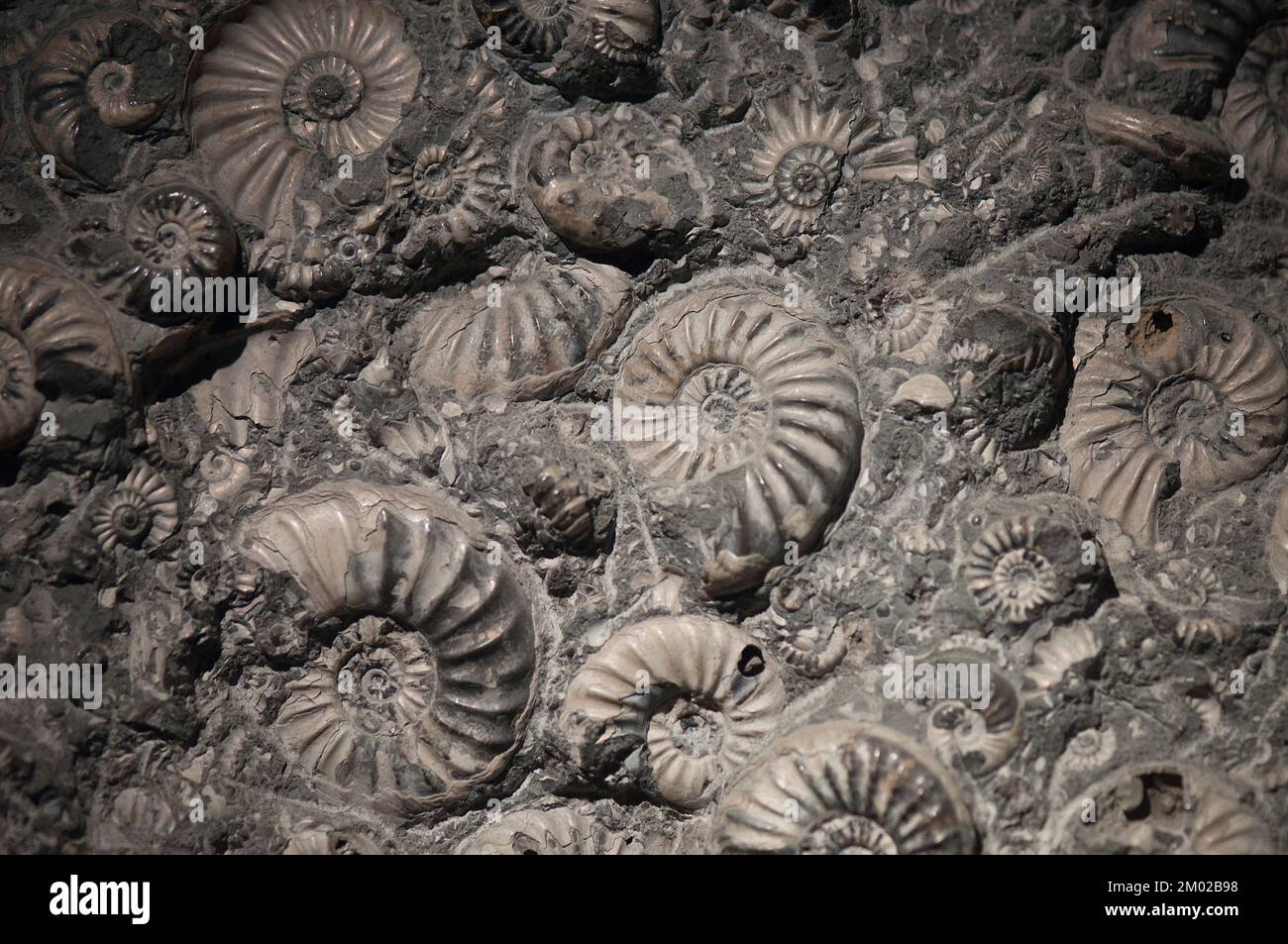 Nautilus fossil hi-res stock photography and images - Alamy