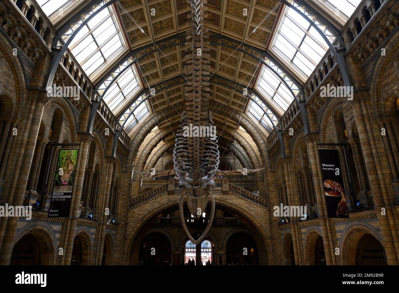 Blue Whale skeleton in the Natural History Museum in London Stock Photo ...