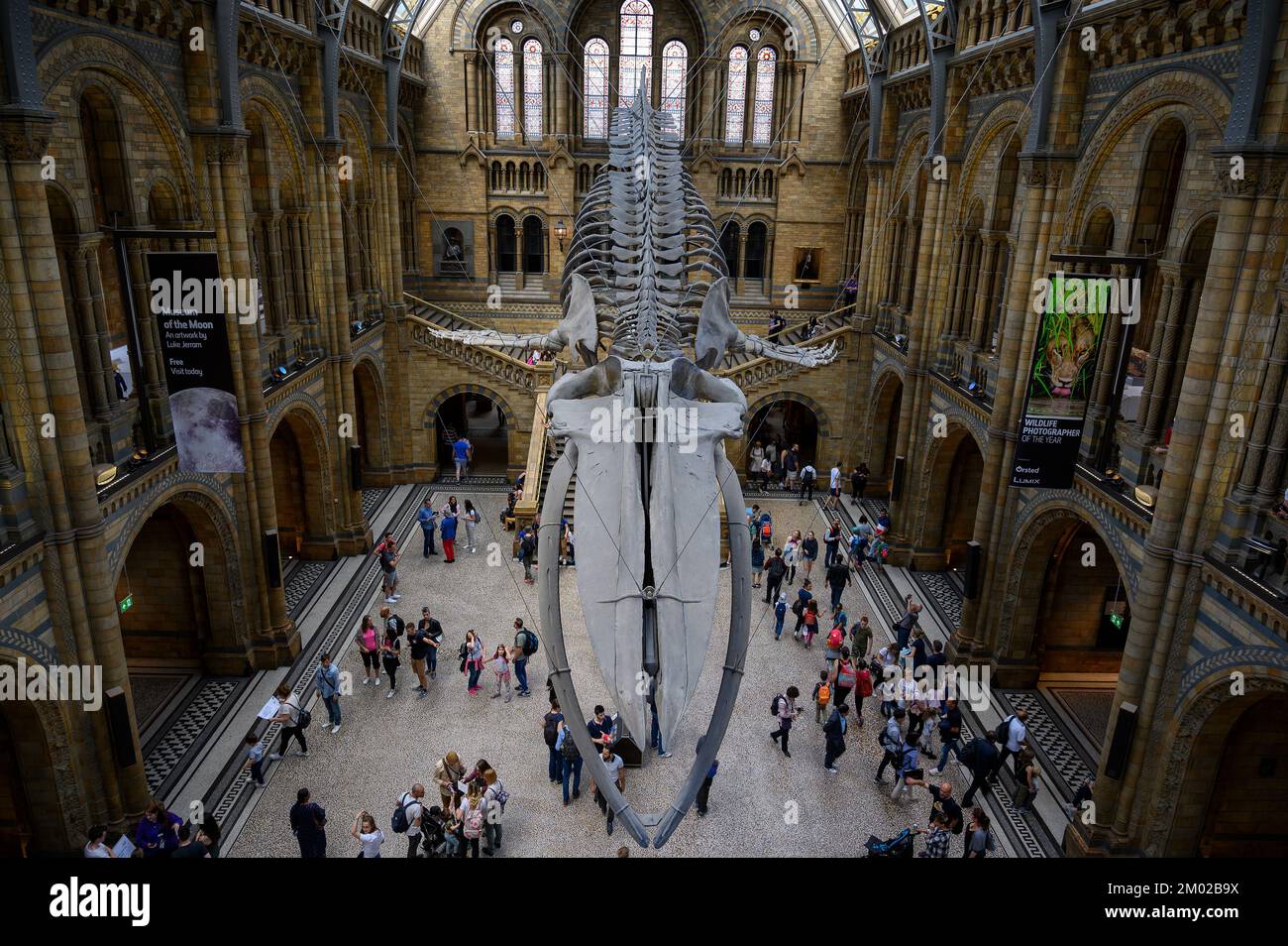 Blue Whale skeleton in the Natural History Museum in London Stock Photo ...