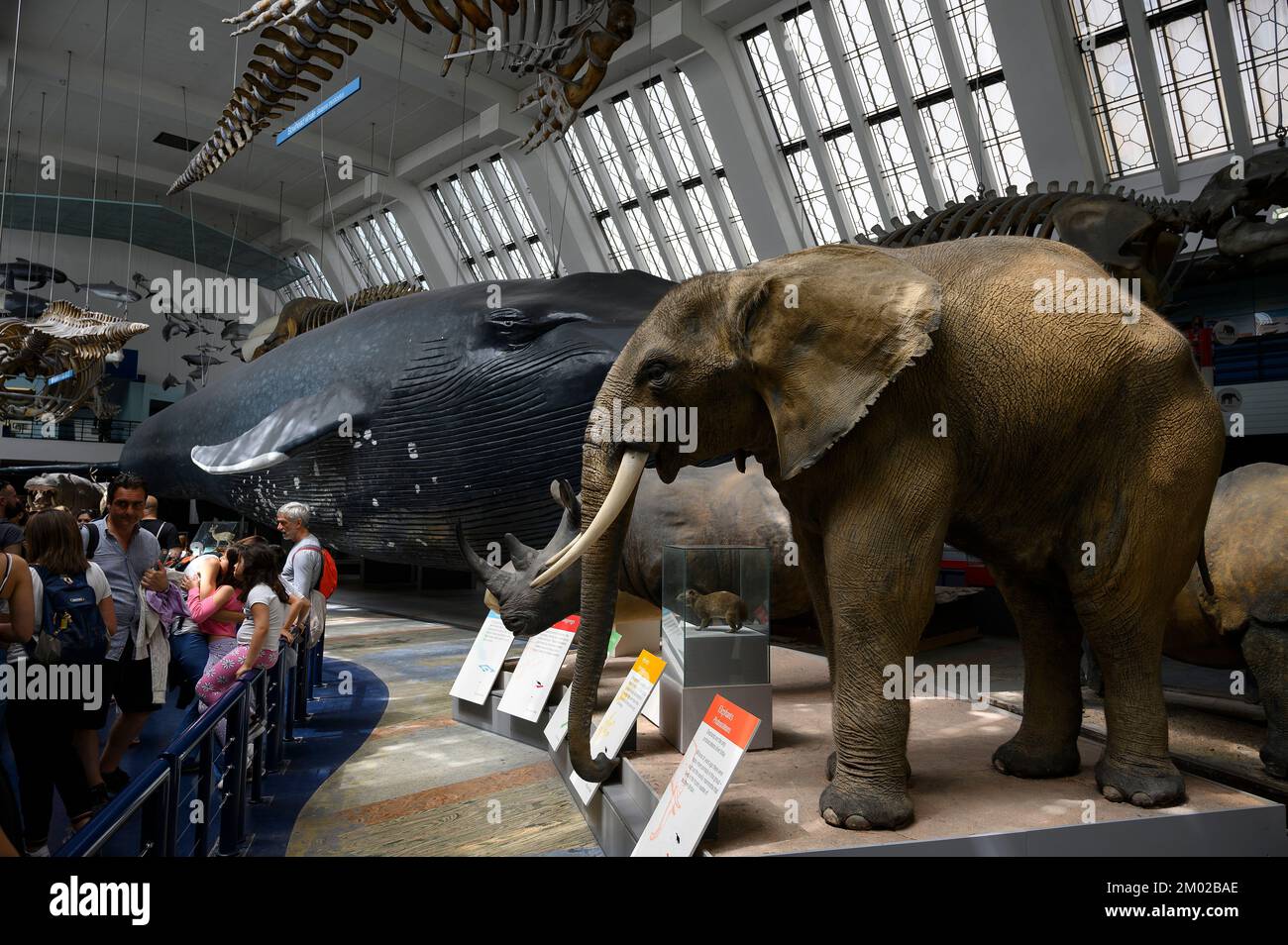 Blue Whale and Elephant at the Natural History Museum in London Stock ...