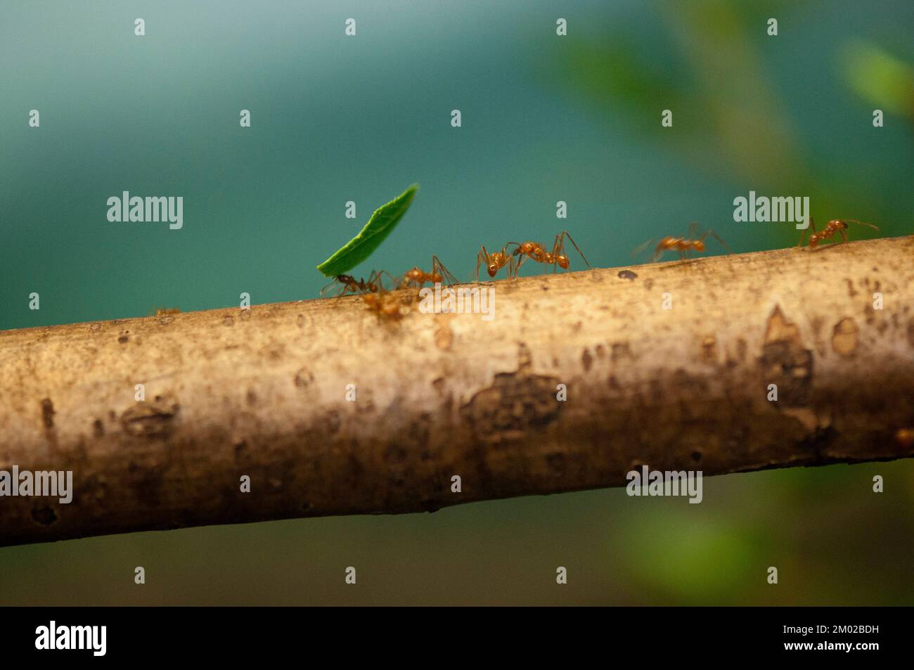 Leafcutter ant carrying a leaf on a branch Stock Photo - Alamy