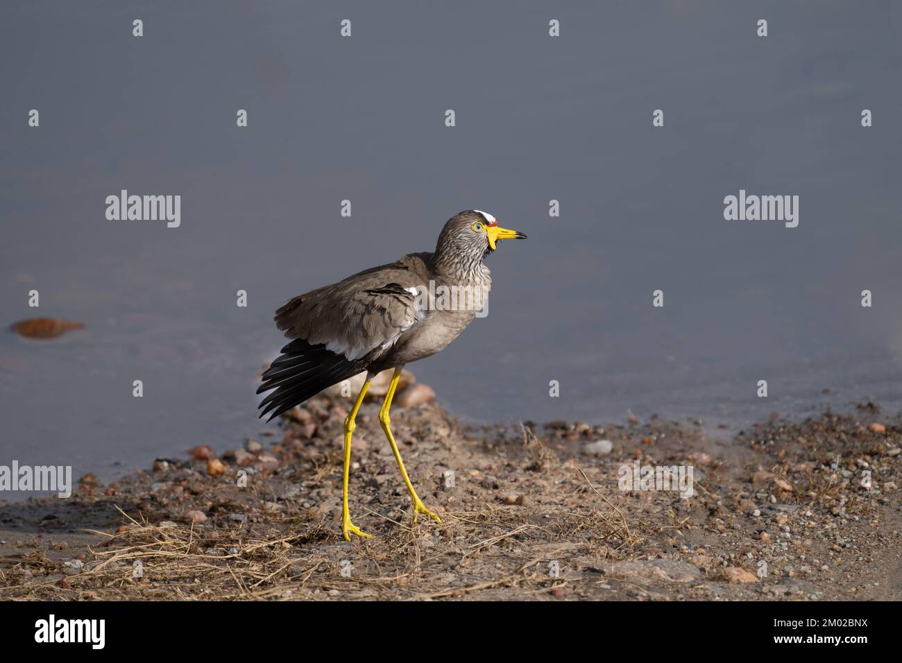 African Wattled Plover Stock Photo - Alamy