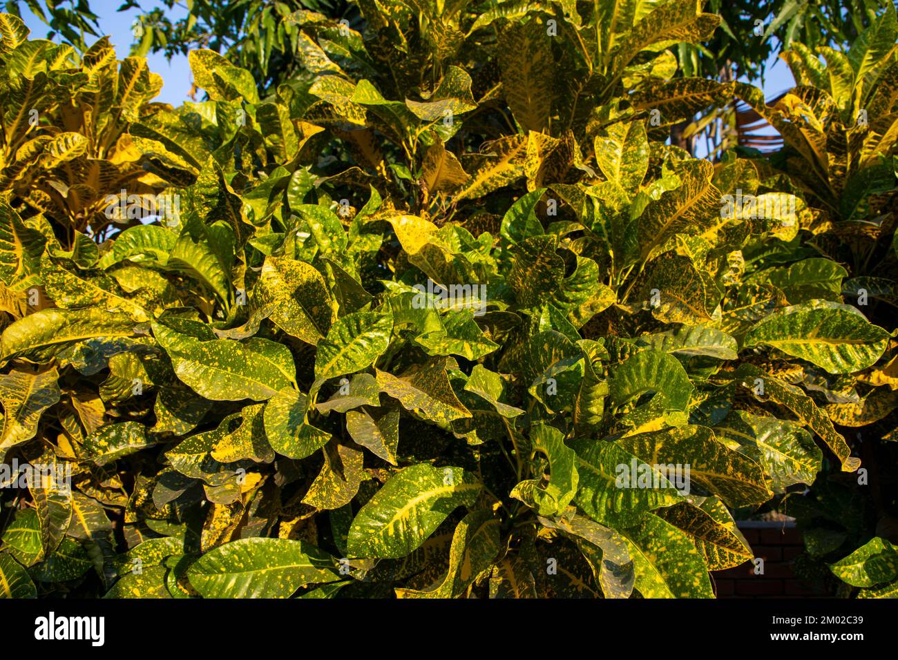 Natural Colorful Croton Leaves may be used as a texture background ...
