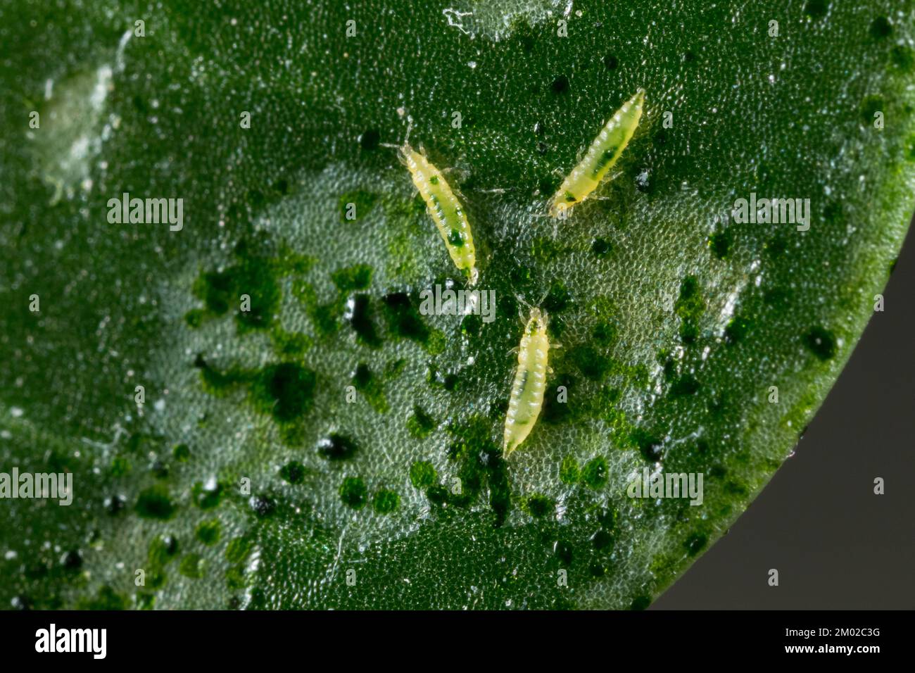 Thrips larvae (Thripidae) feeding on a houseplant, indoors Stock Photo ...