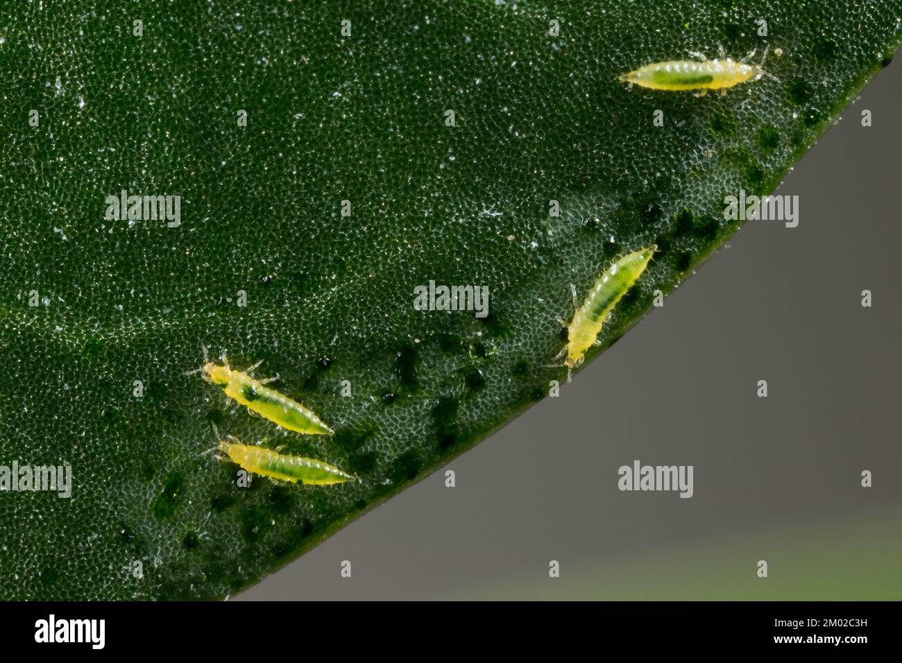 Thrips larvae (Thripidae) feeding on a houseplant, indoors Stock Photo ...