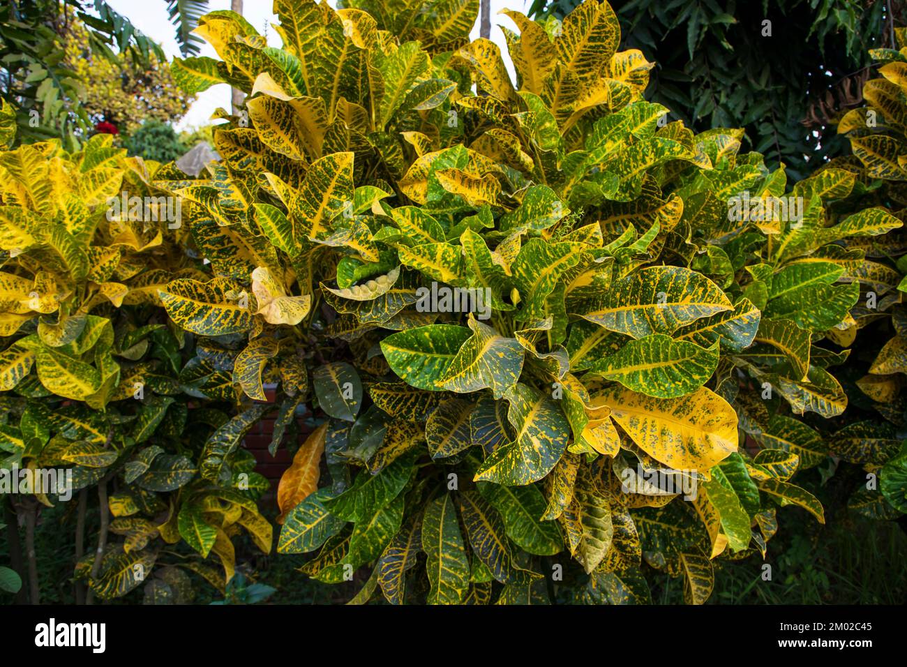 Natural Colorful Croton Leaves may be used as a texture background ...