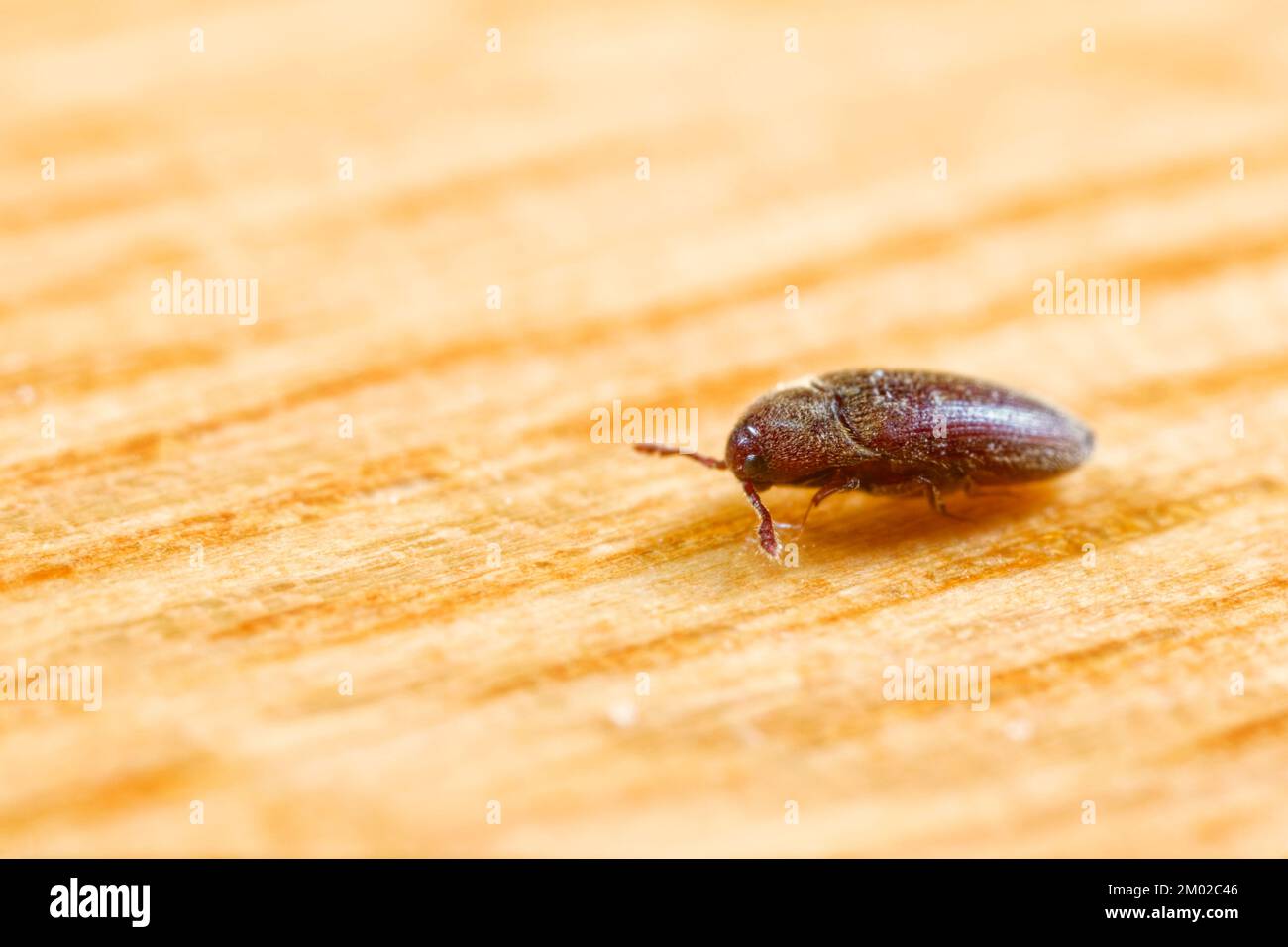 False click beetle hi-res stock photography and images - Alamy
