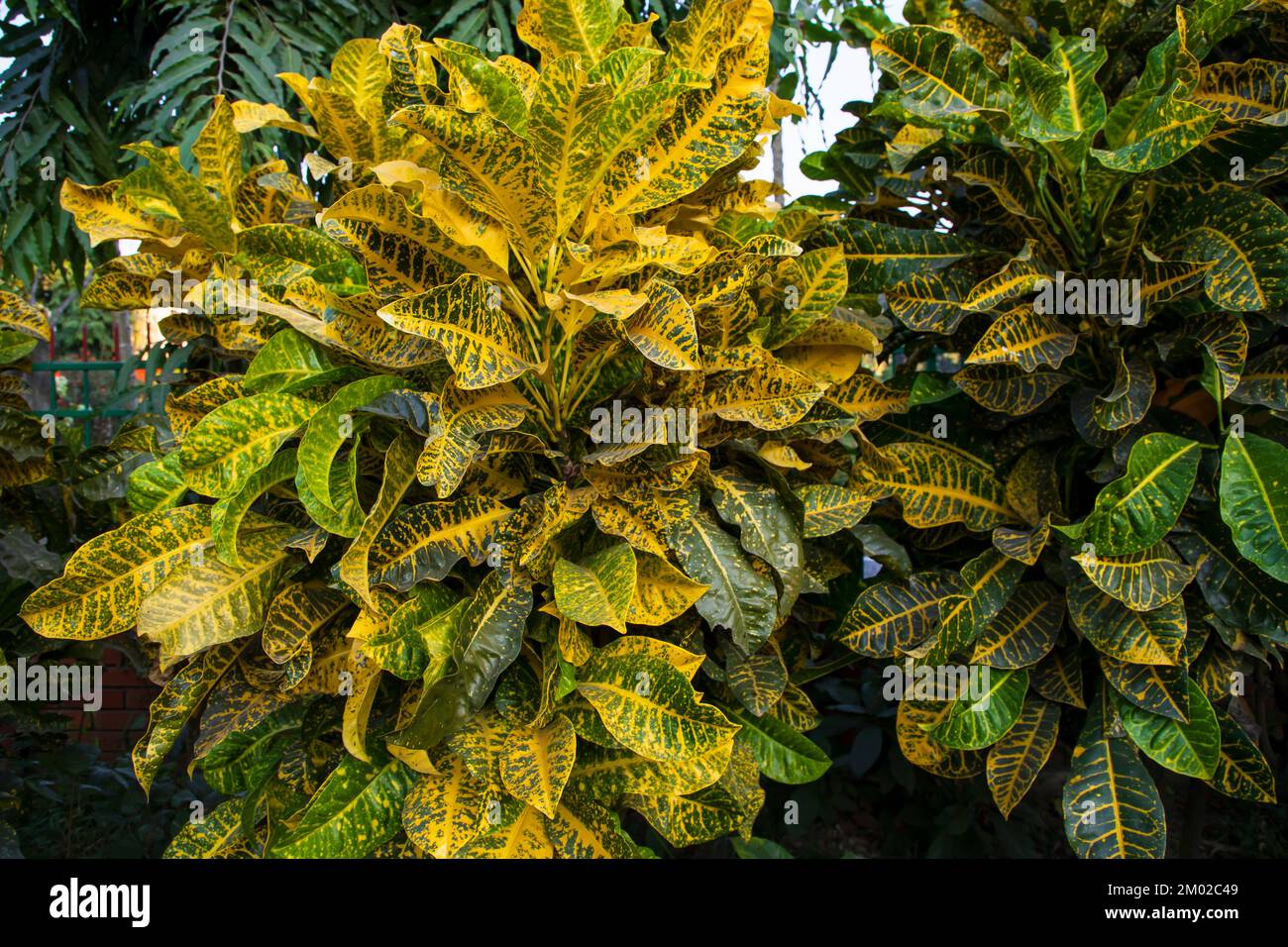 Natural Colorful Croton Leaves may be used as a texture background ...
