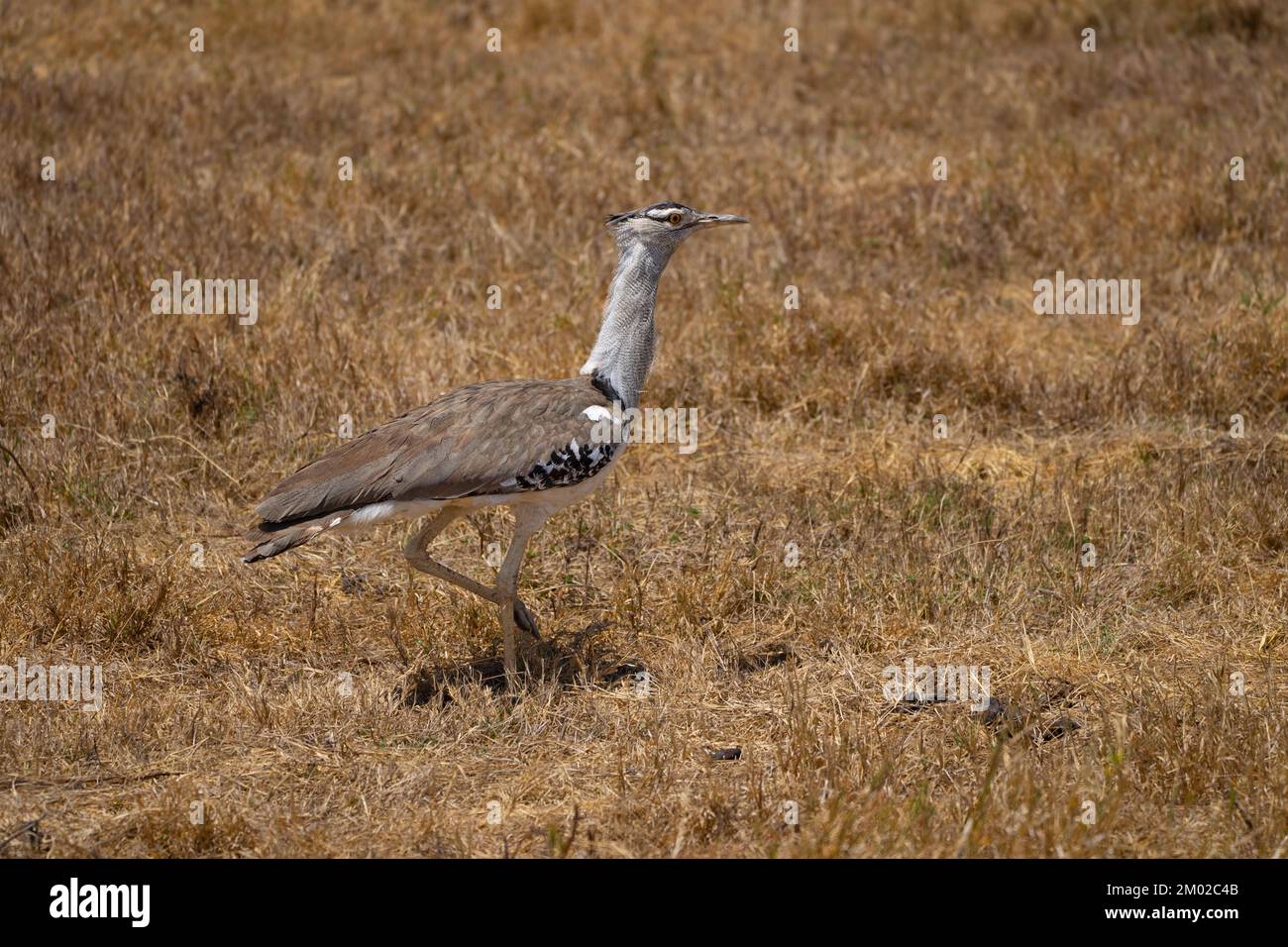 Bustard bustard hi-res stock photography and images - Alamy