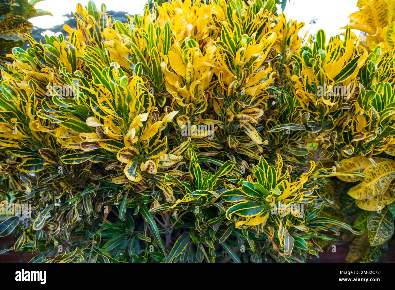 Natural Colorful Croton Leaves may be used as a texture background ...