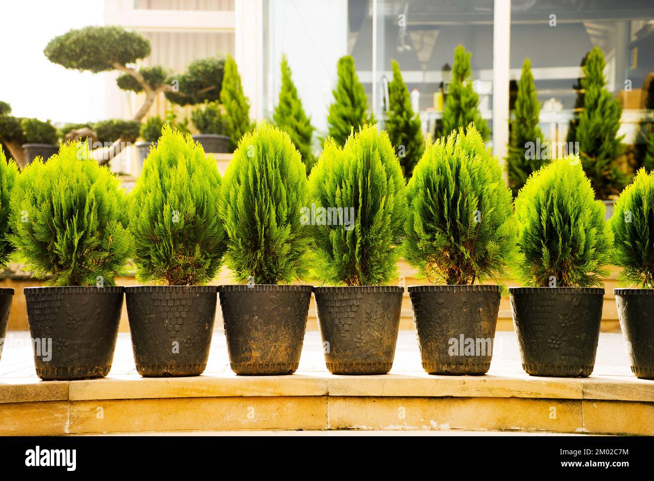 small trees, Christmas trees in pots in the Park Stock Photo - Alamy