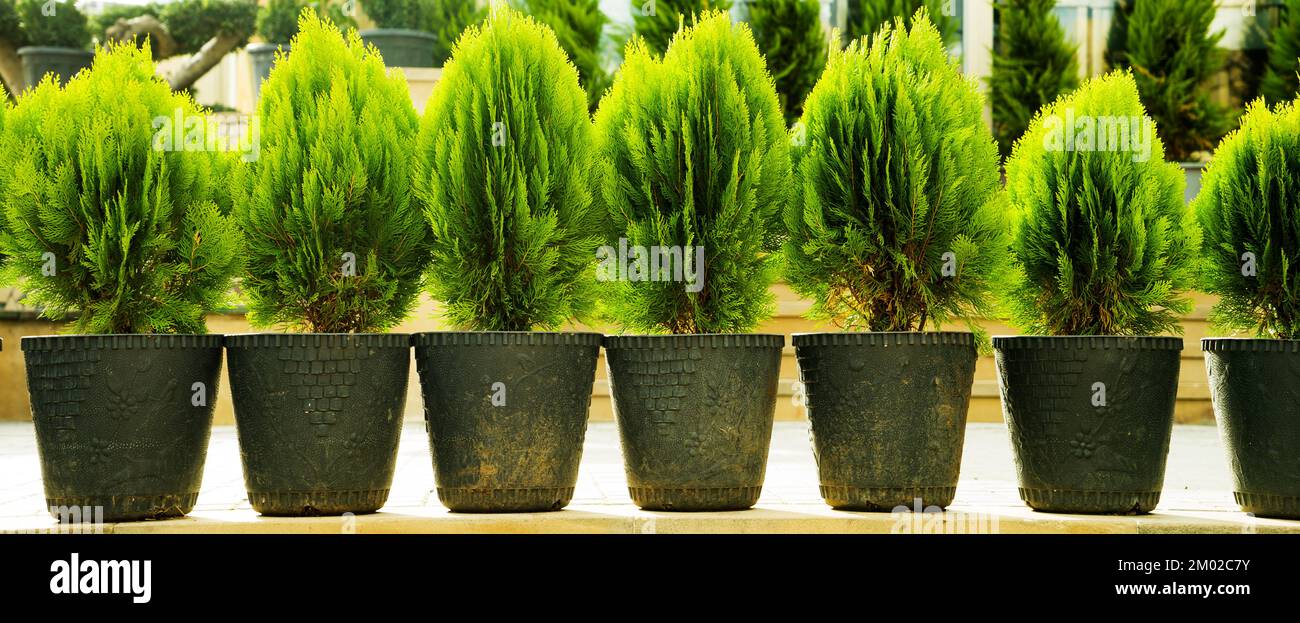 small trees, Christmas trees in pots in the Park Stock Photo - Alamy
