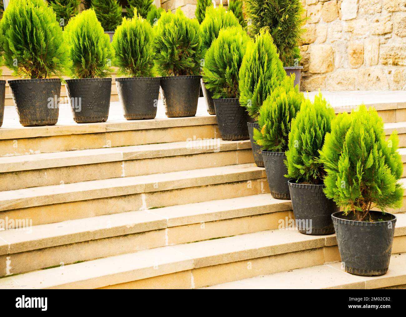small trees, Christmas trees in pots in the Park Stock Photo - Alamy