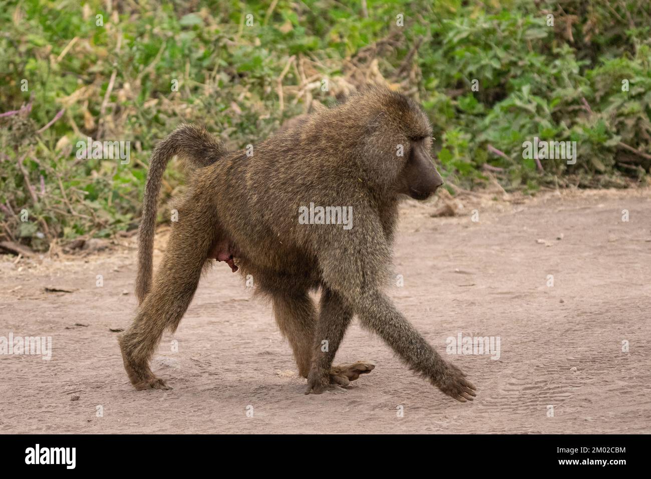 Walking safari serengeti hi-res stock photography and images - Alamy