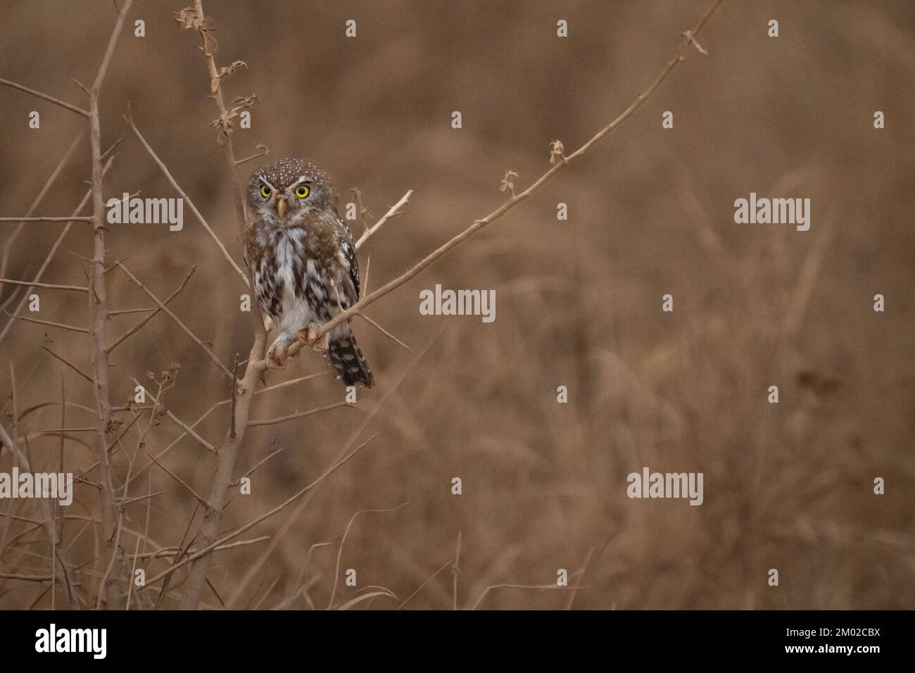 Pearl spotted owl Stock Photo - Alamy