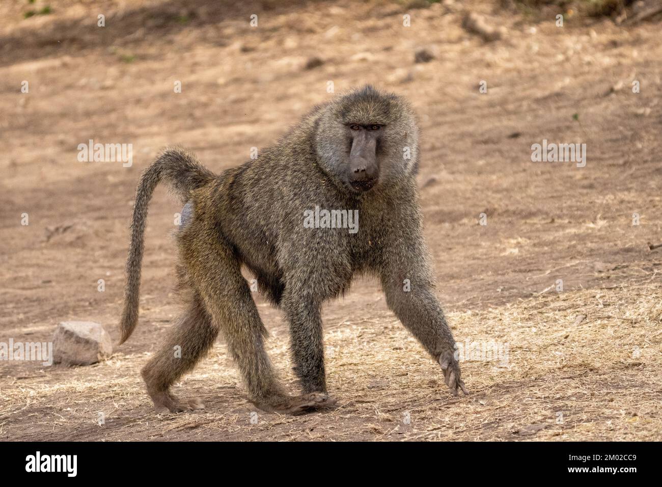 Walking safari serengeti hi-res stock photography and images - Alamy