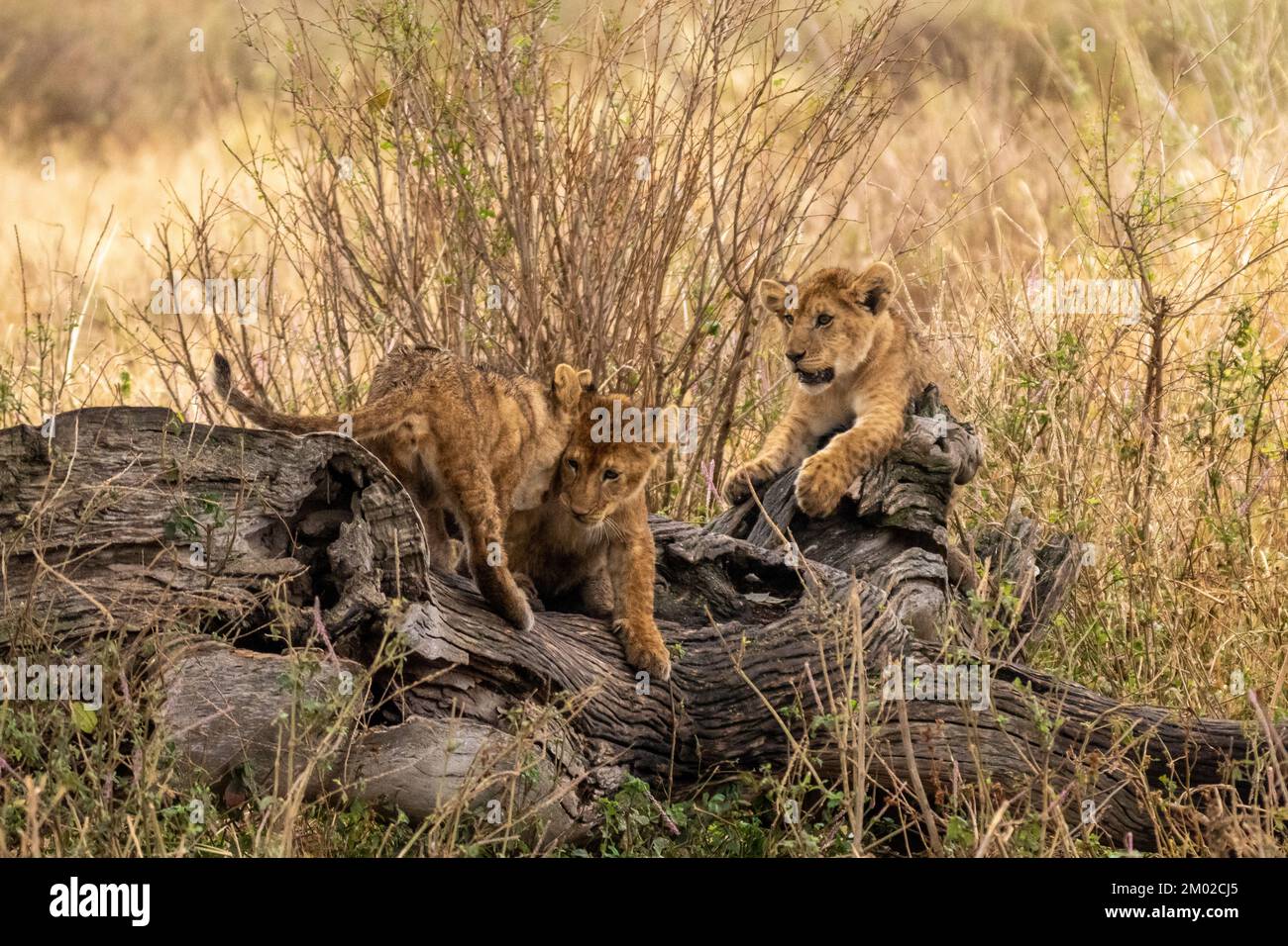Lion cub playing Stock Photo - Alamy Lion cub playing Stock Photo - Alamy