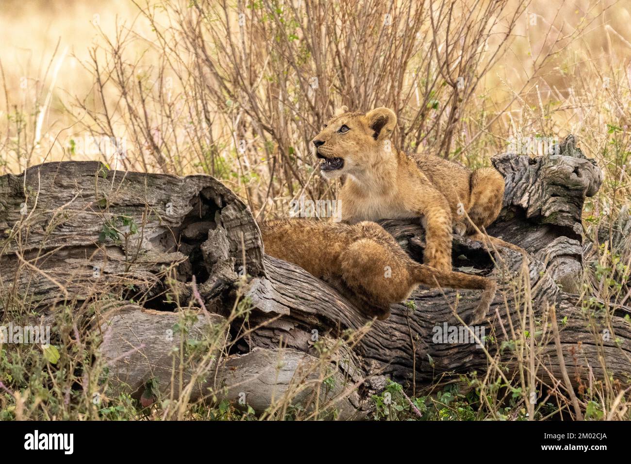Lion cub playing Stock Photo - Alamy
