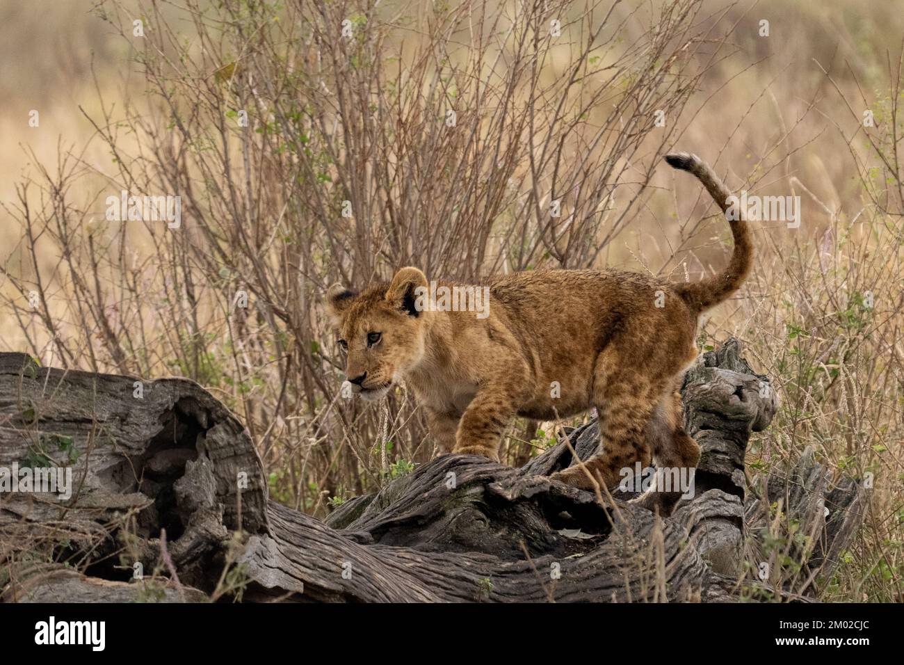 Lion cub playing Stock Photo - Alamy Lion cub playing Stock Photo - Alamy
