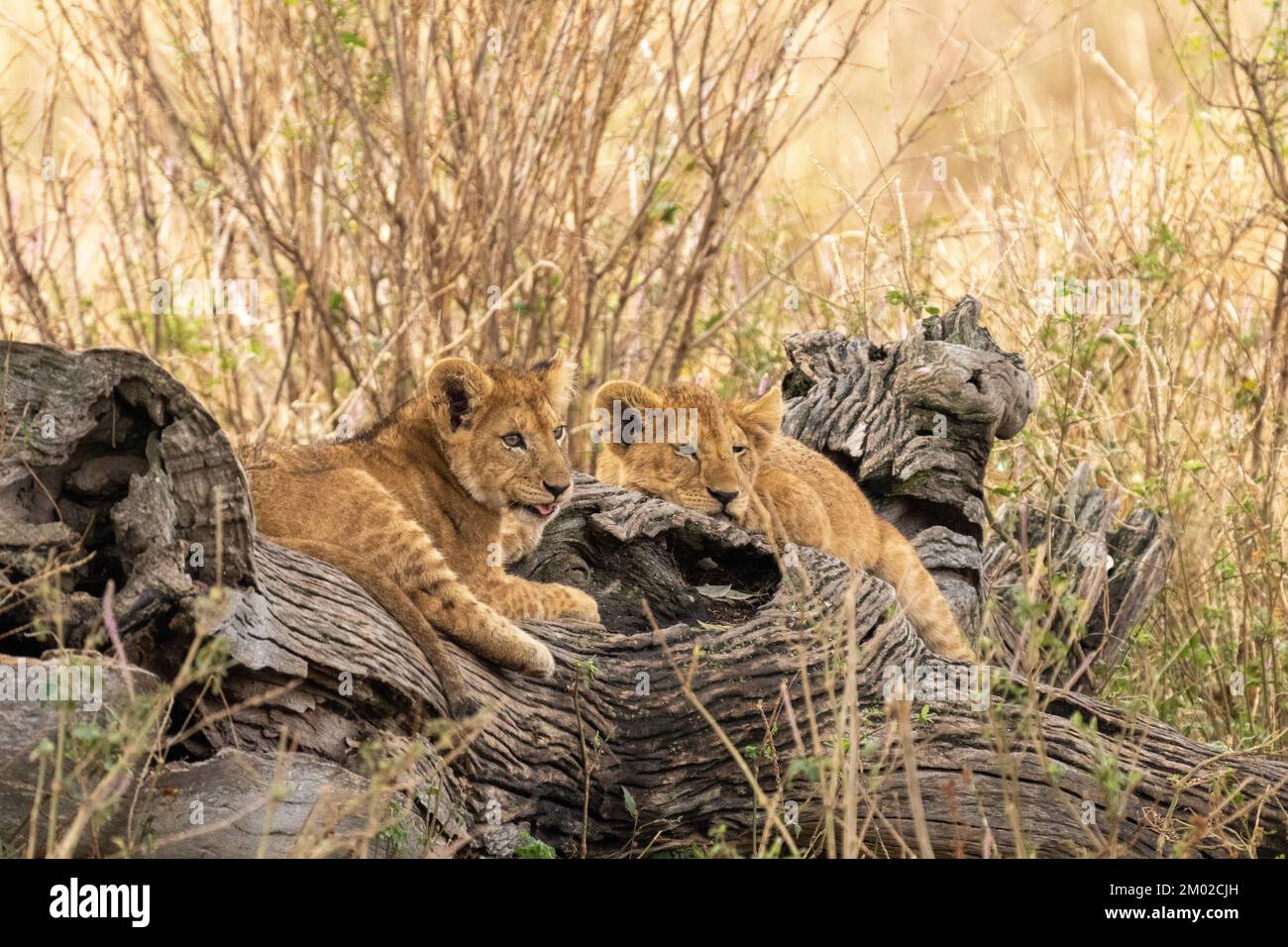 Lion cub playing Stock Photo - Alamy