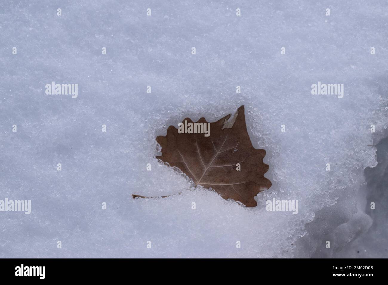 Fall Leaf Frozen in the Icy Snow Stock Photo - Alamy