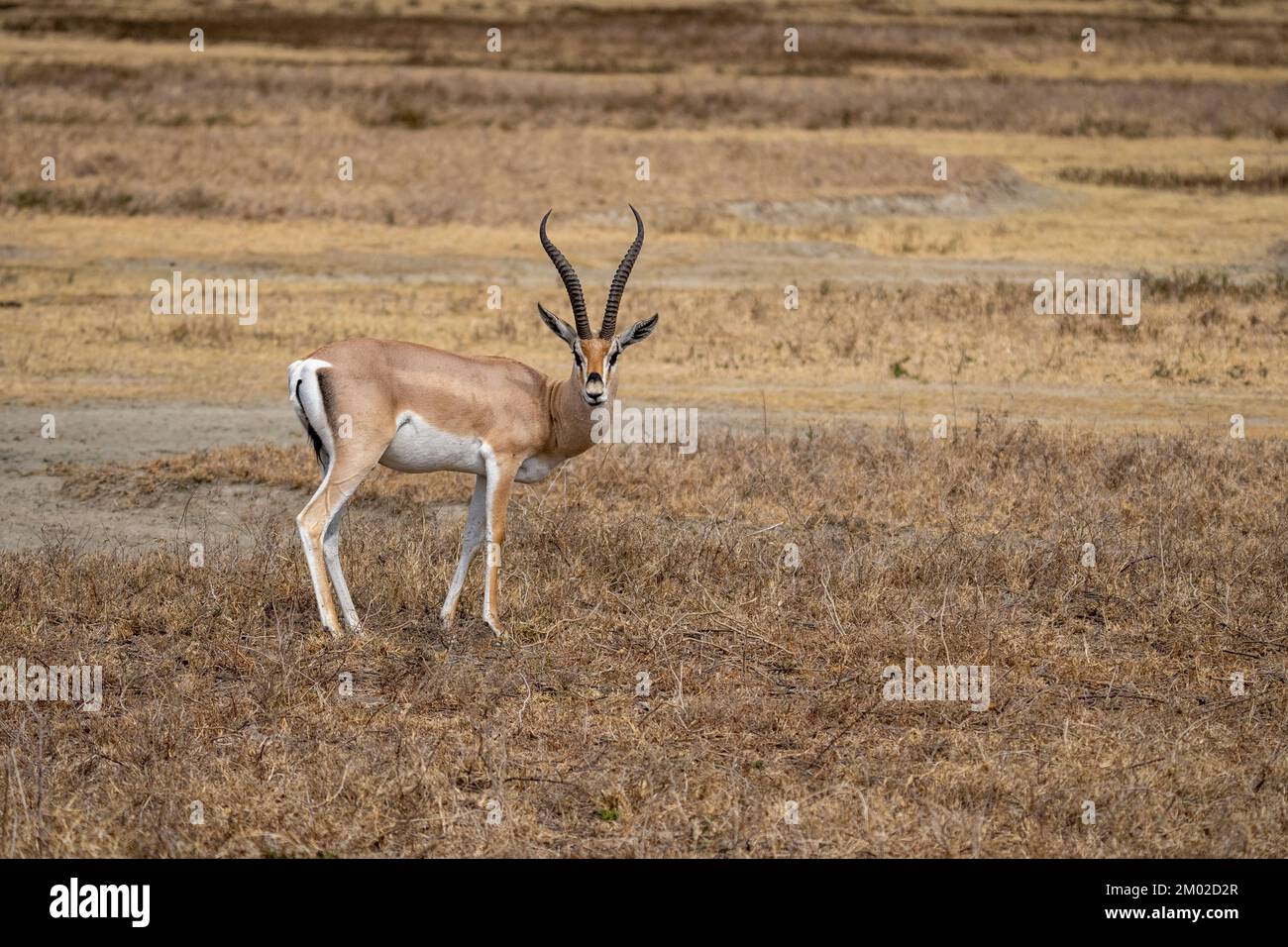 Gazelle gazelle hi-res stock photography and images - Alamy