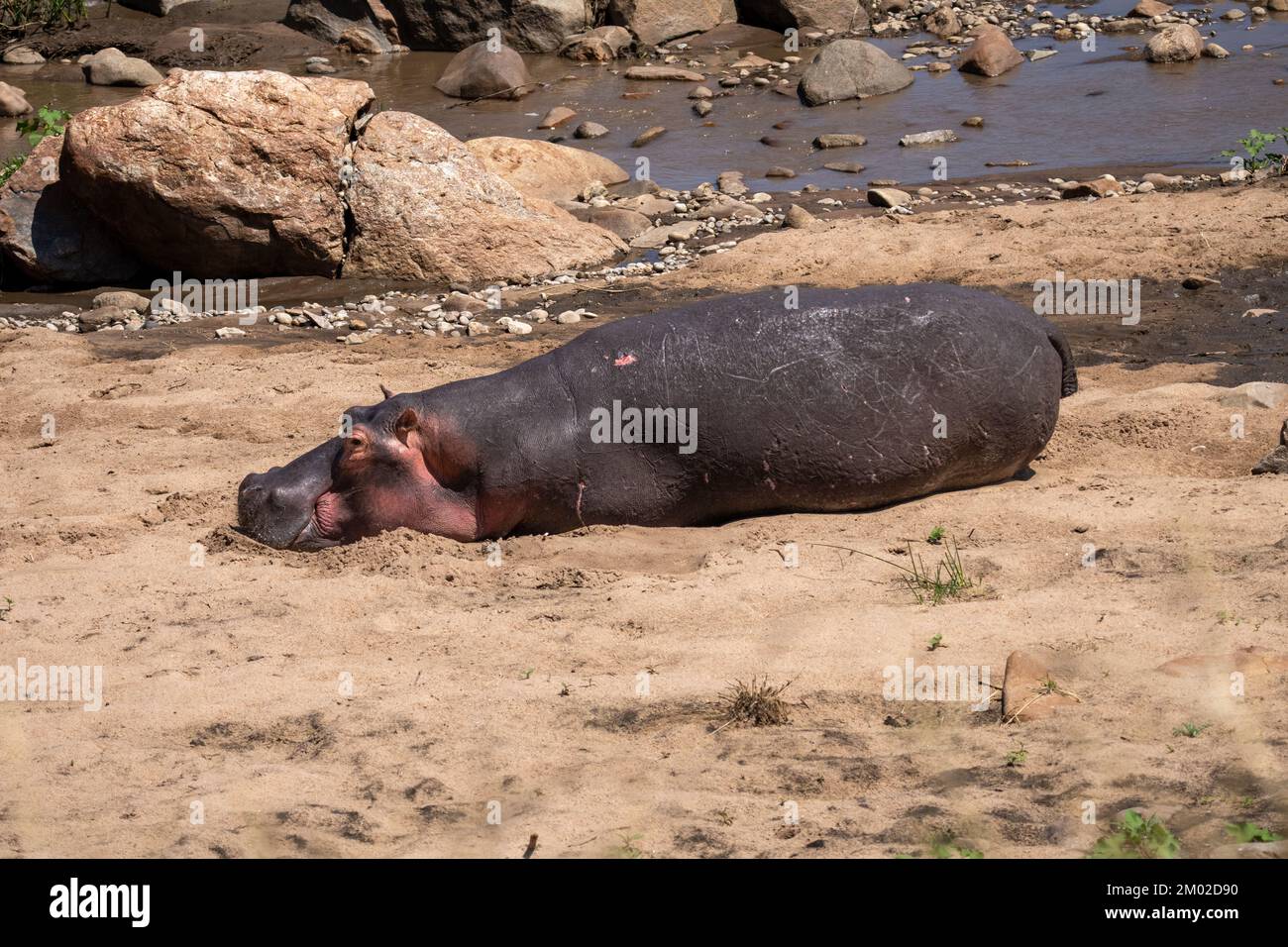 Hippopotamus amphibius serengeti national hi-res stock photography and ...