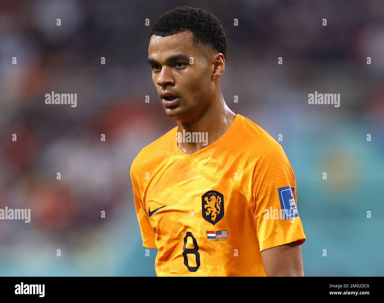 Doha, Qatar. 3rd Dec, 2022. Cody Gakpo of Netherlands during the FIFA ...
