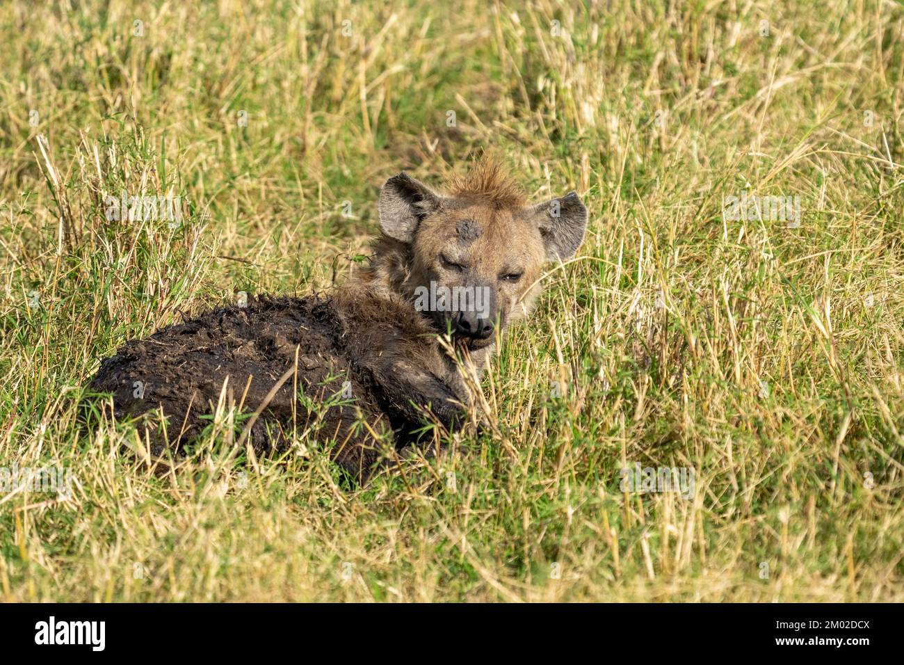 Hyena africa river hi-res stock photography and images - Alamy
