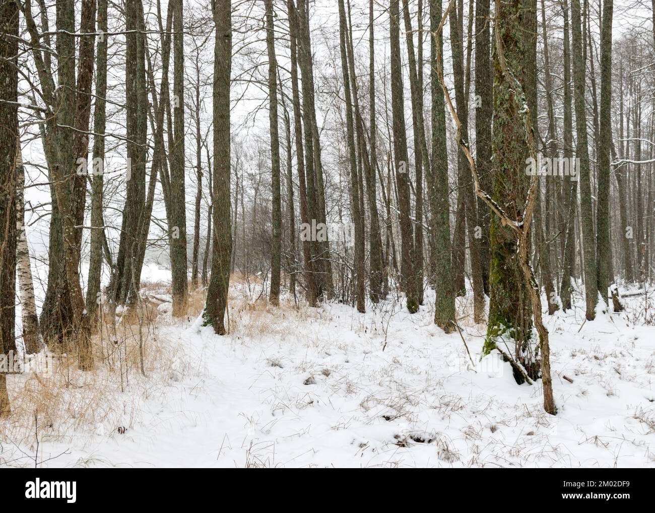 gray foggy winter landscape, falling snow blurred background, fragments ...
