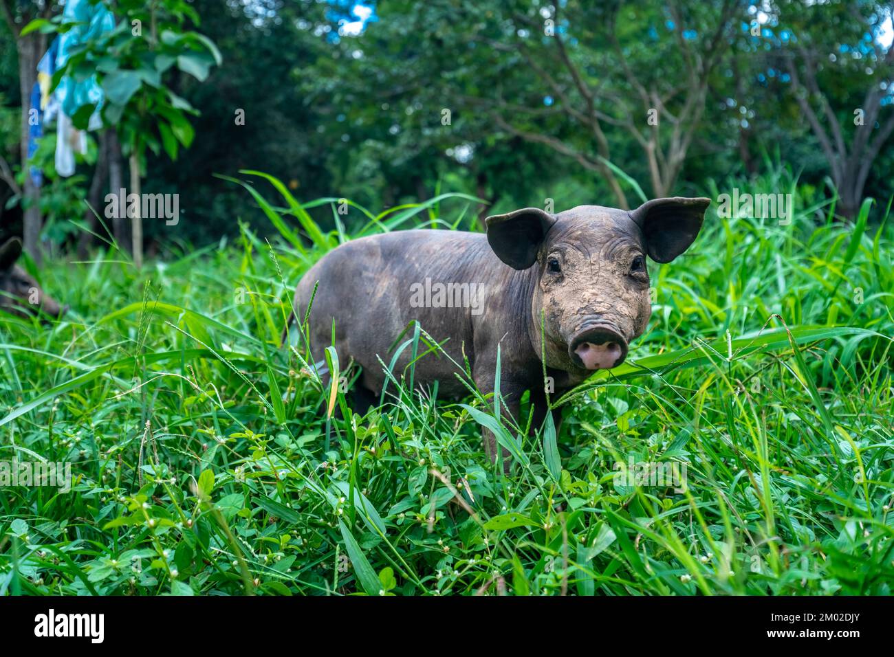 Pigs meadow hi-res stock photography and images - Alamy