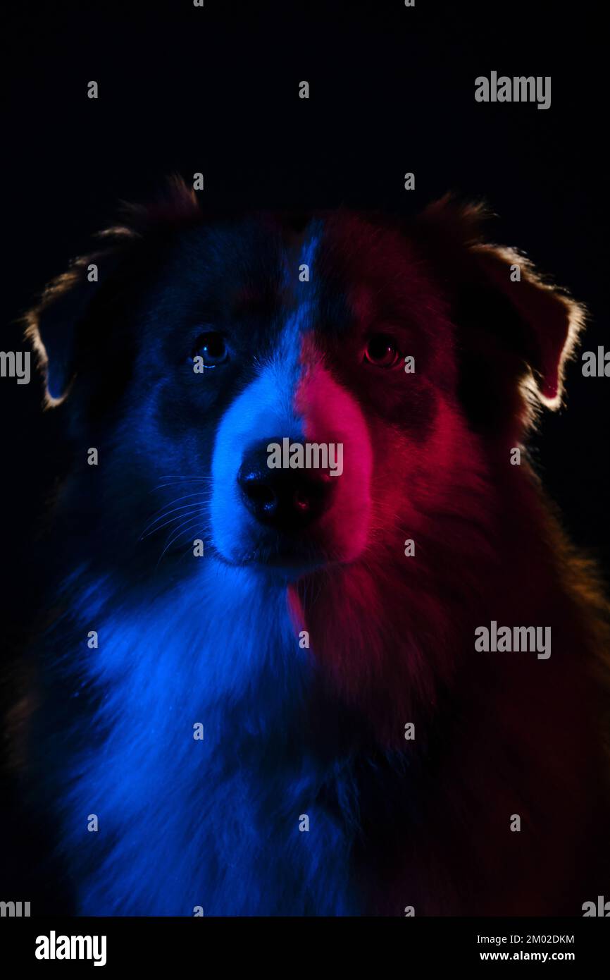 Animal life pets love concept. Isolated close up portrait of Australian ...